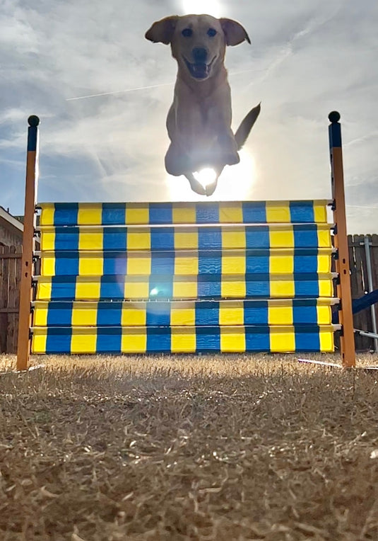 Dog Agility USA
