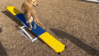 Panel Jump **NEW Design!** – Dog Agility USA